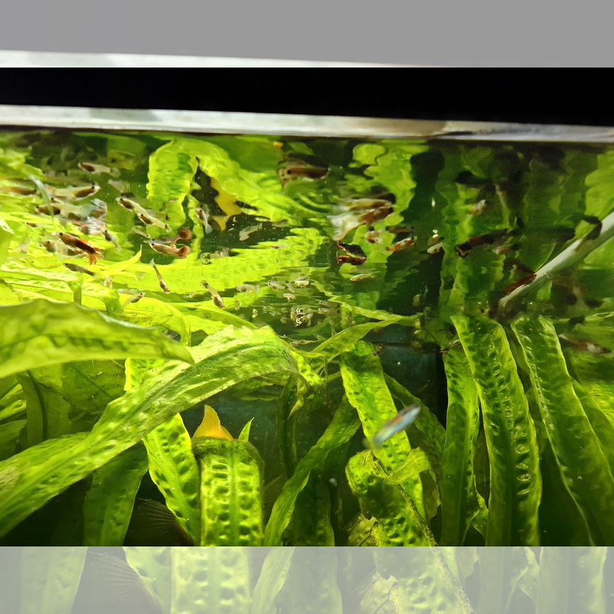 Рыбки гуппи