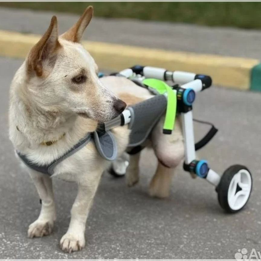 Взрослая собака в добрые руки