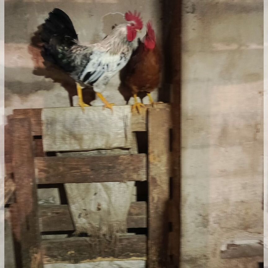 Доморощенный птиц мужского назначения