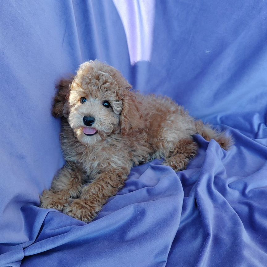 Мальтипу Пушон Бишон Пудель