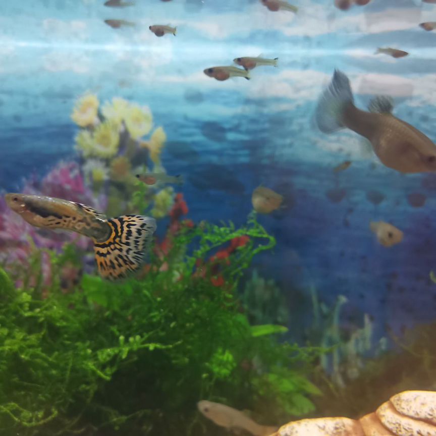 Мальки гуппи