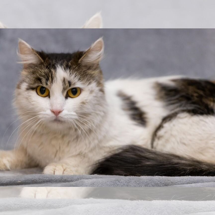 Взрослая, Девочка кошка в добрые руки