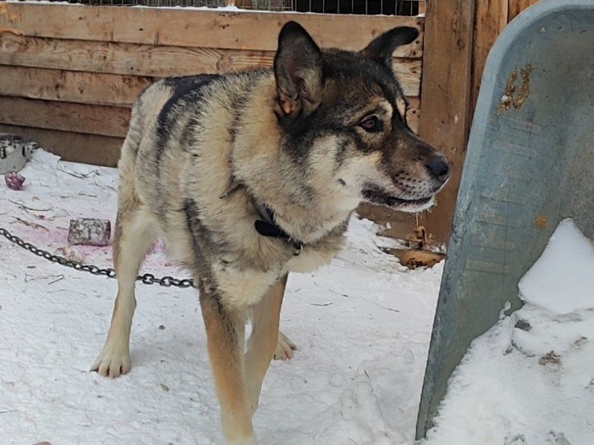 Собака Тайга в частный дом