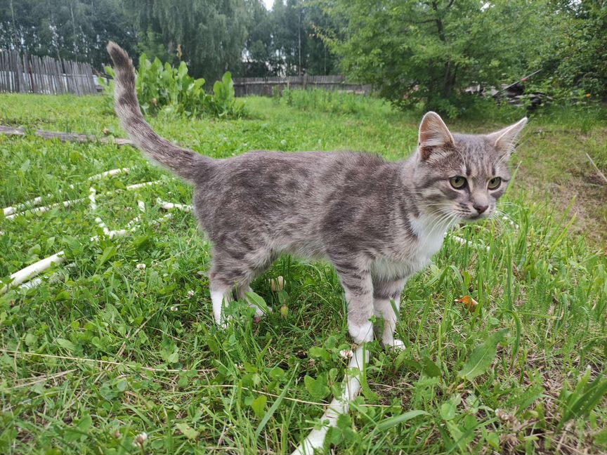 Пятнистый котик в добрые руки