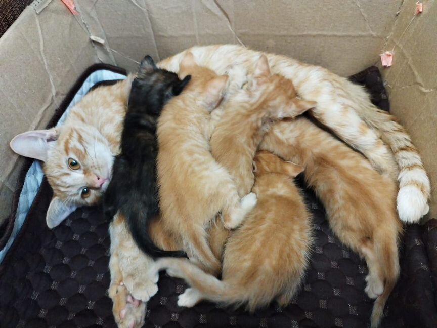 Котята и молодая кошь в надёжные руки