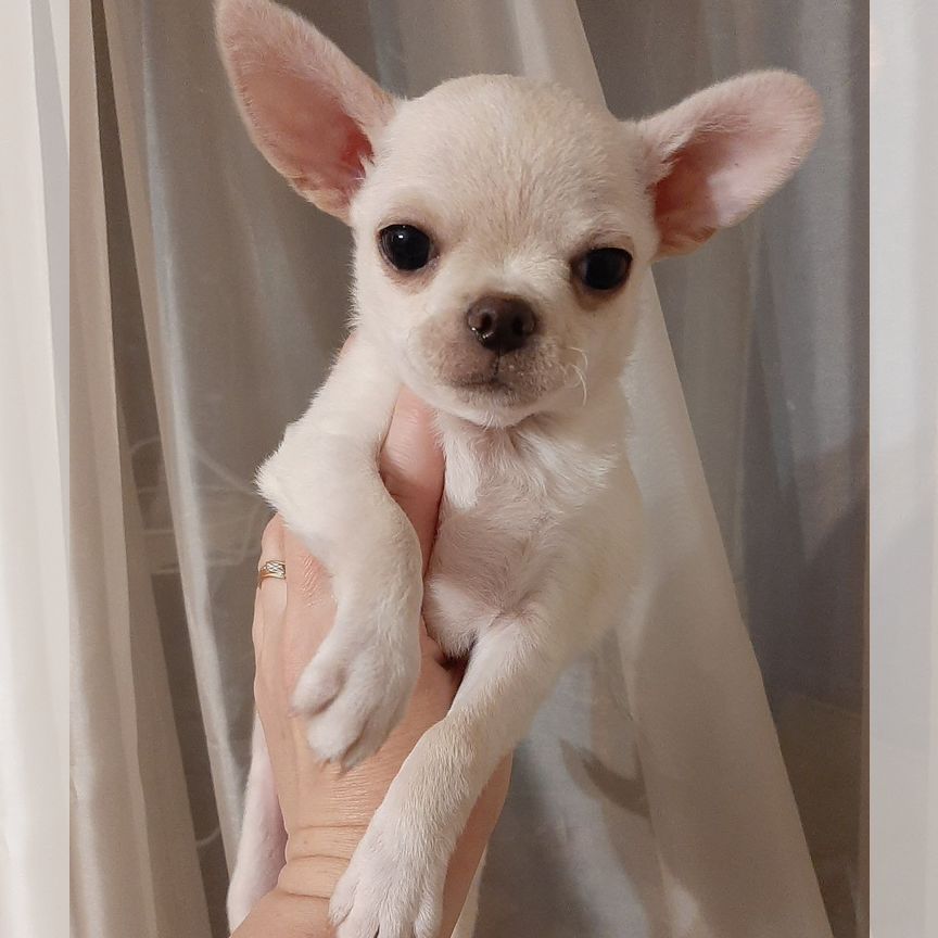 Чихуахуа, щенок