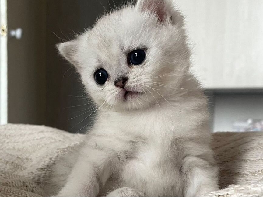 Котята британская серебристая шиншилла