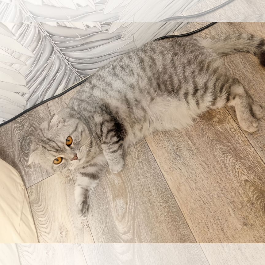 Шотландский вислоухий короткошёрстный котёнок