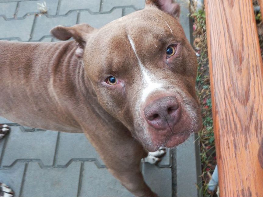 Питбуль нашлась собака