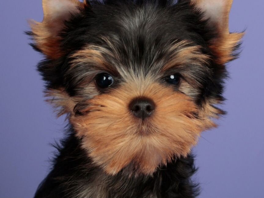 Чудесный парень йоркширского терьера