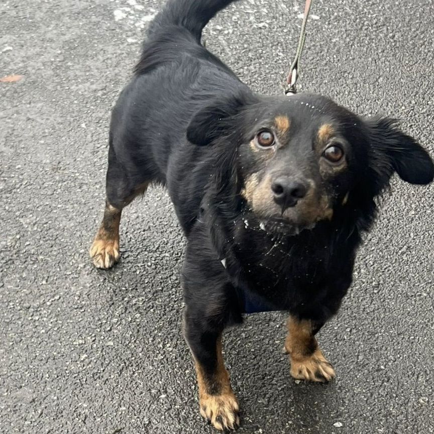 Взрослая собака в добрые руки