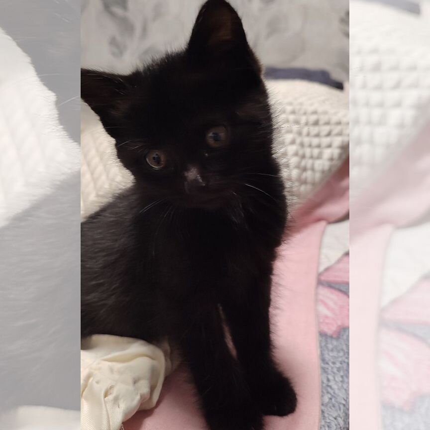 Черный котенок