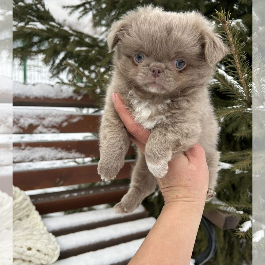 Лиловый курносик