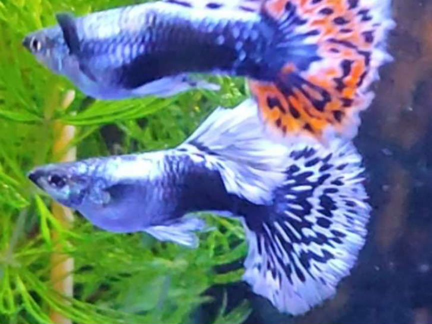 Гуппи Чистые линии Мозайка и Дракон
