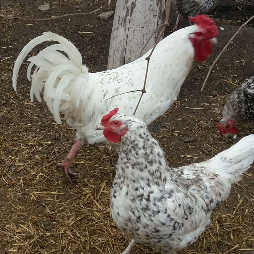 И/я пушкинская порода