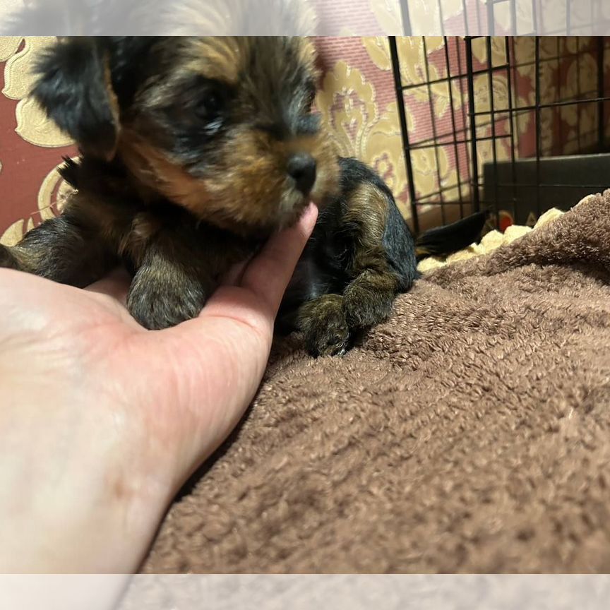 Йоркширский терьер, щенок