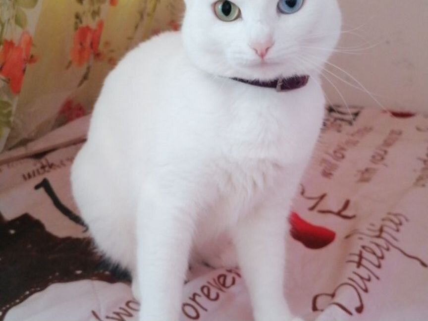 Као мани связка