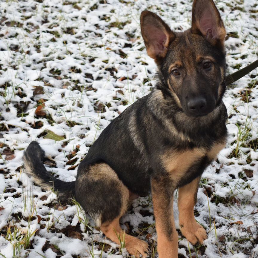 Продается щенок Немецкой овчарки с документами