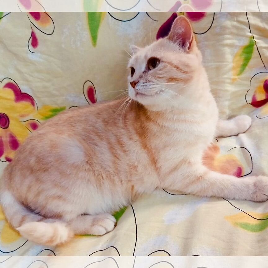 Эксклюзивная кошечка