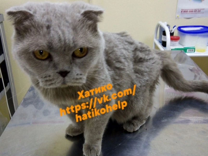 Принесли на усыпление