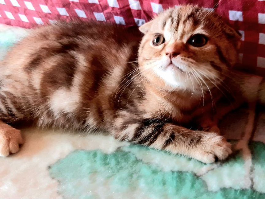 Шотландская кошечка