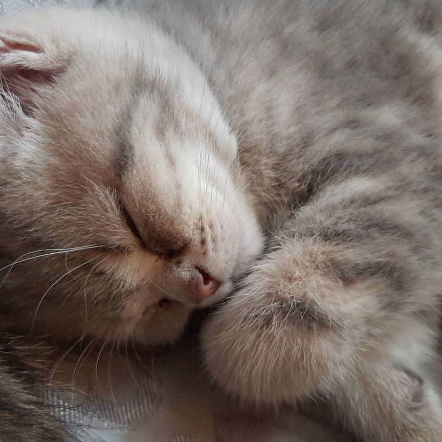 Шотландские котята