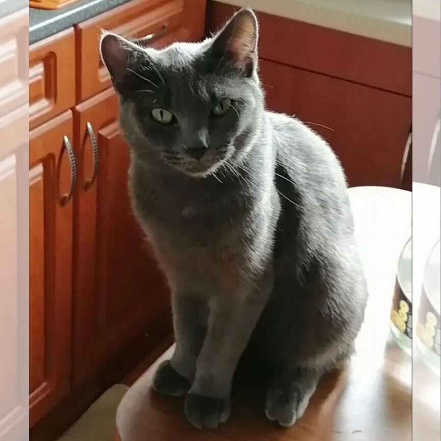 Донской сфинкс, взрослая кошка