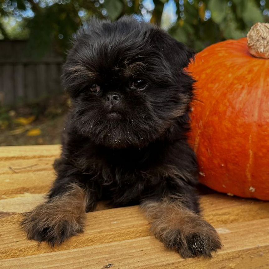 Щенки бельгийский гриффон