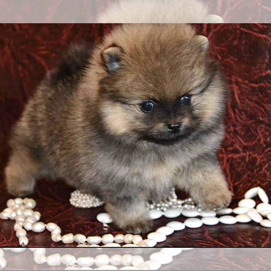 Померанский шпиц