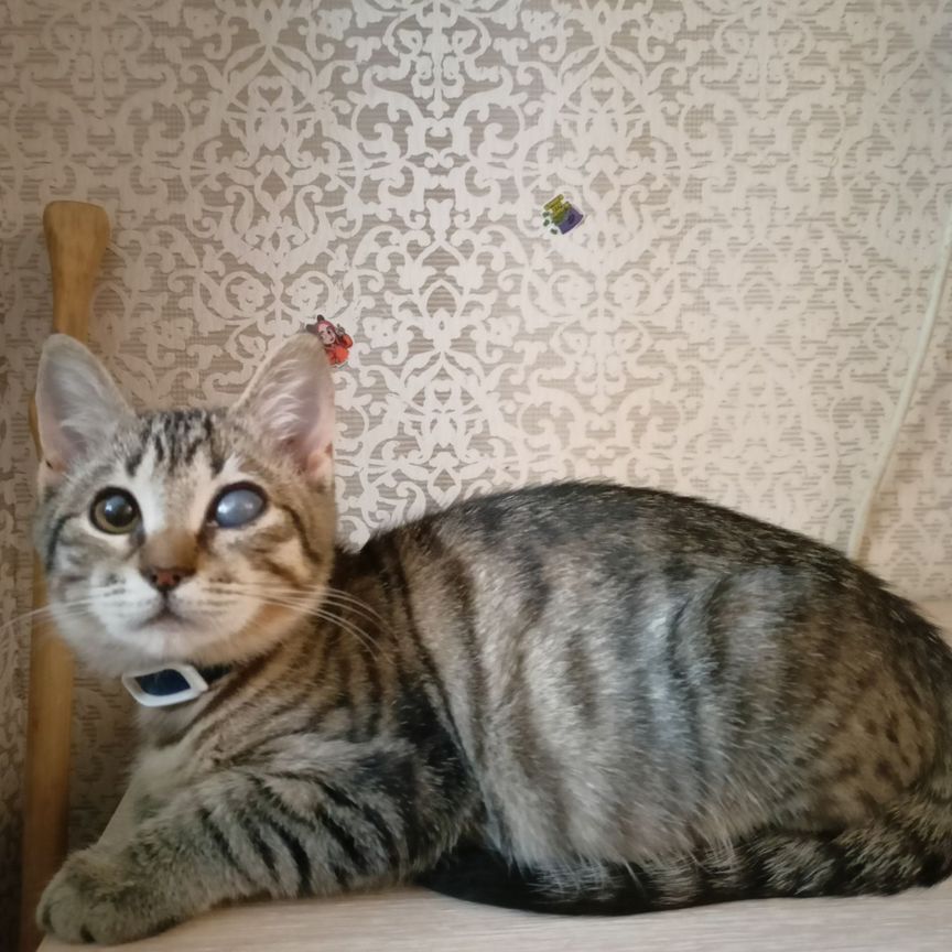 Котята в добрые руки приучены к лотку