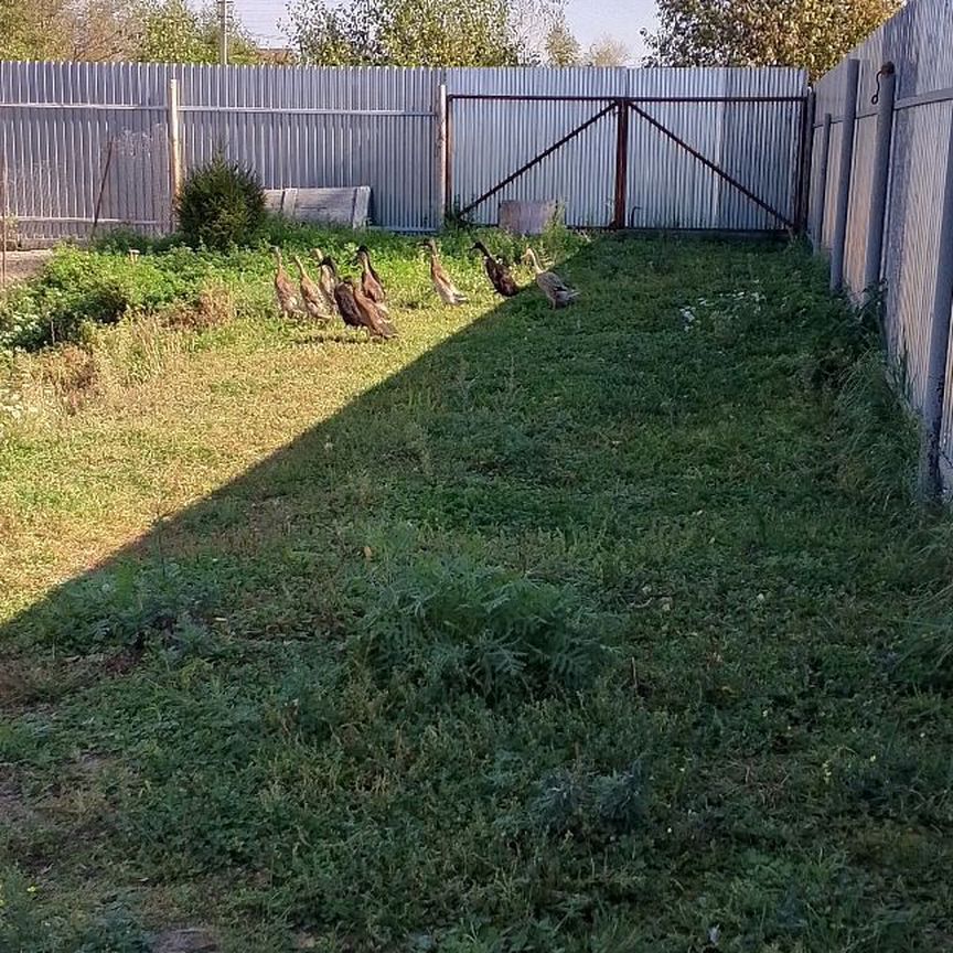 Птица,Живность