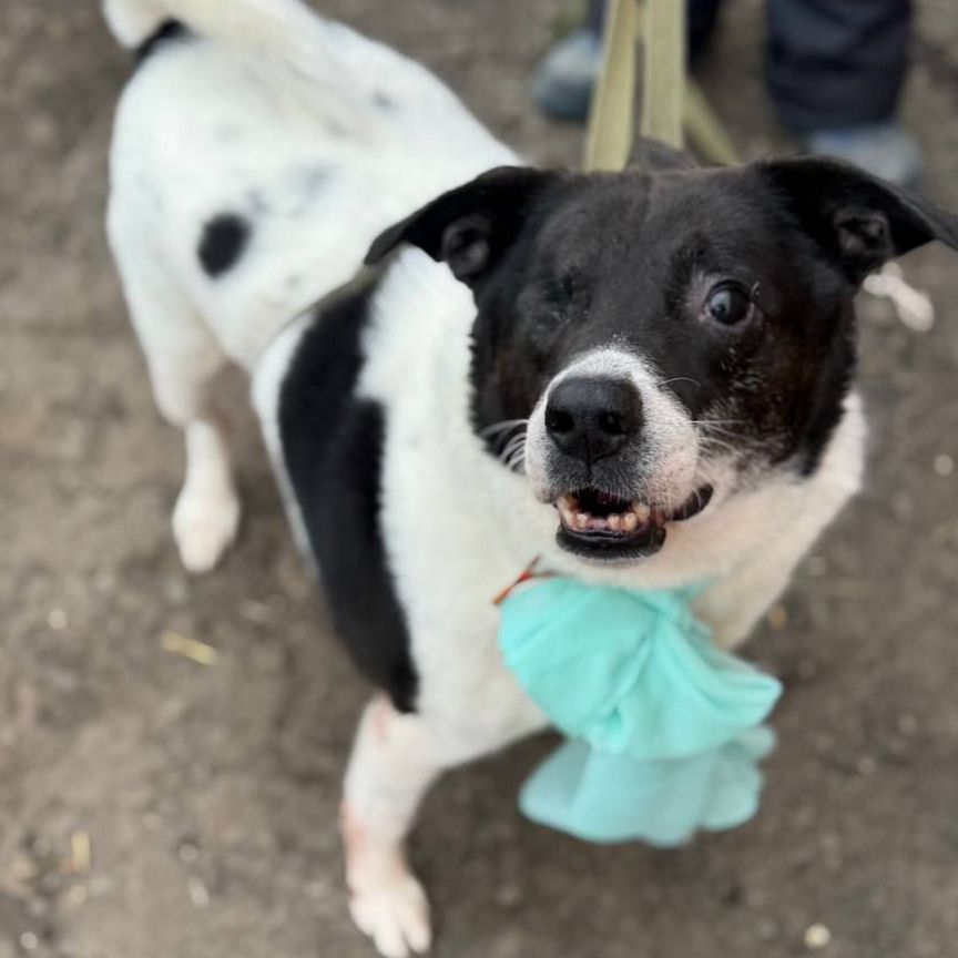 Взрослая собака в добрые руки