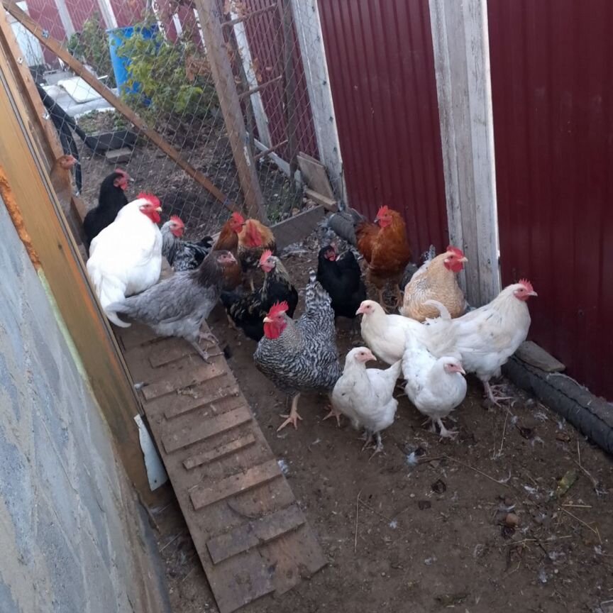 Продам петухов 3 месяца