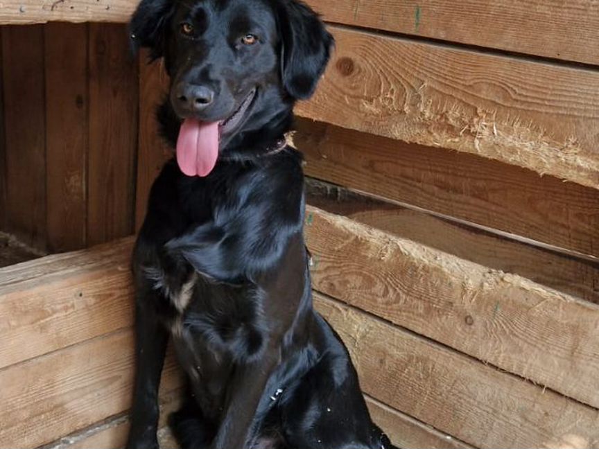 Милан из приюта ищет дом