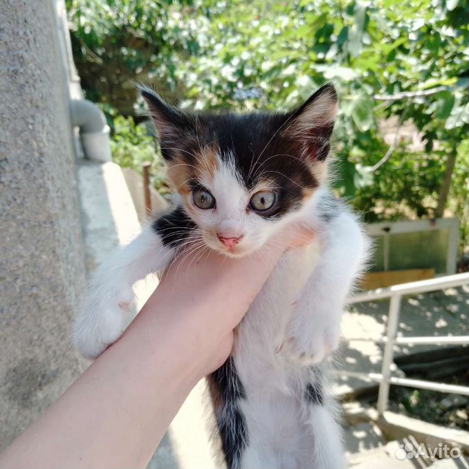 Котёнок девочка зовут Зайка