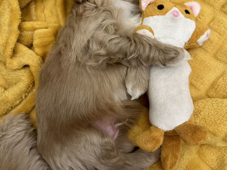 Мальтипу f1 стандарт