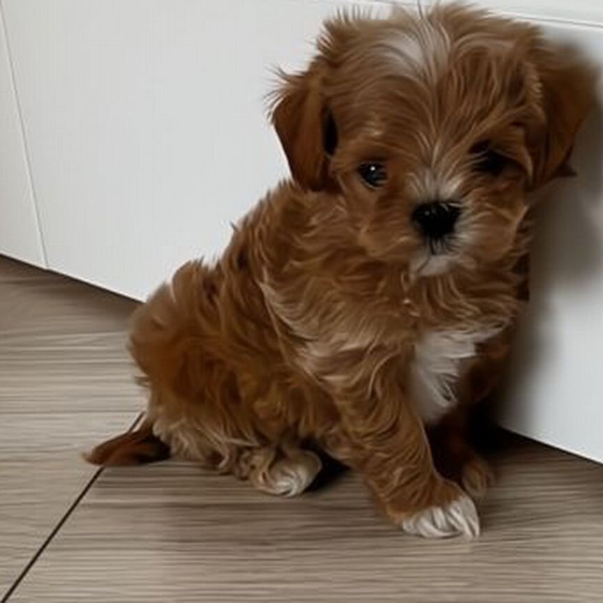 Мальтипу, щенок