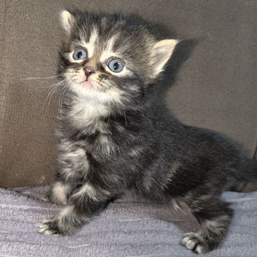 Шотландский вислоухий длинношёрстный котёнок