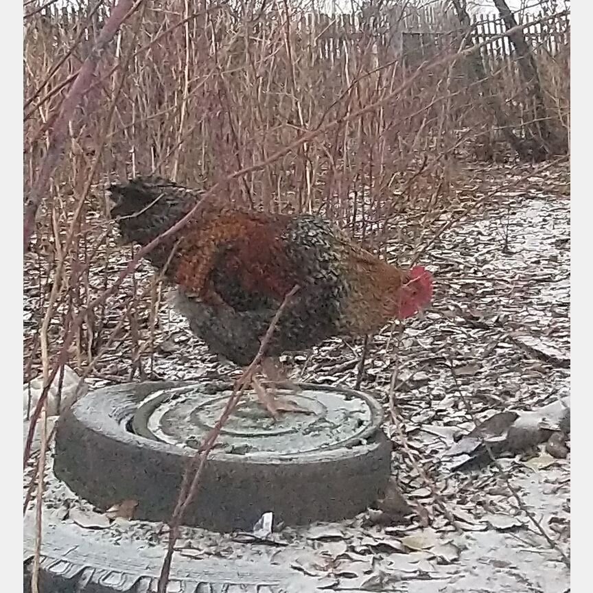 Продам петуха на племя