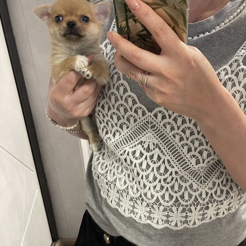 Девочка mini чихуахуа