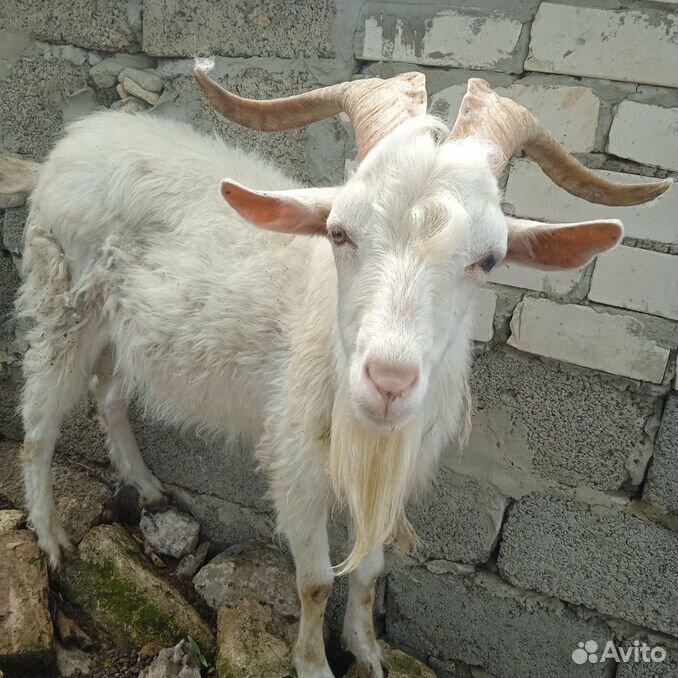 Козел, на племя
