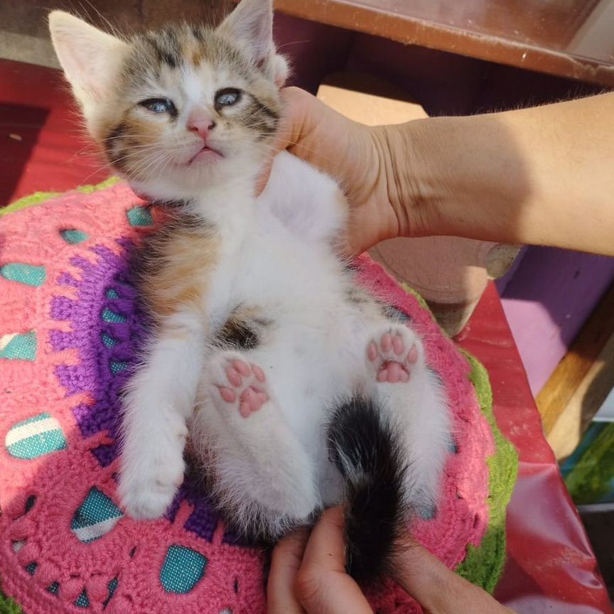 Котёнок в добрые руки