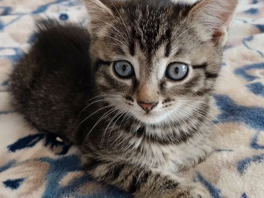 Котики бесплатно