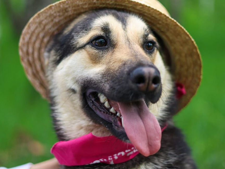 Собака в добрые руки Джейна