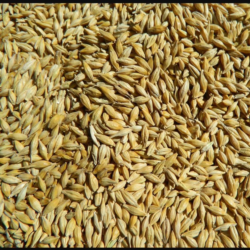 Обменяю ячмень на телёнка возраст 1-5 месяцев