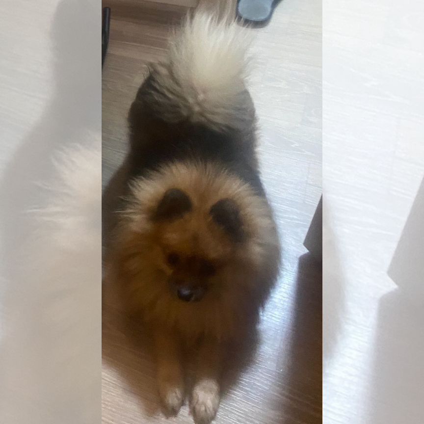 Померанский шпиц