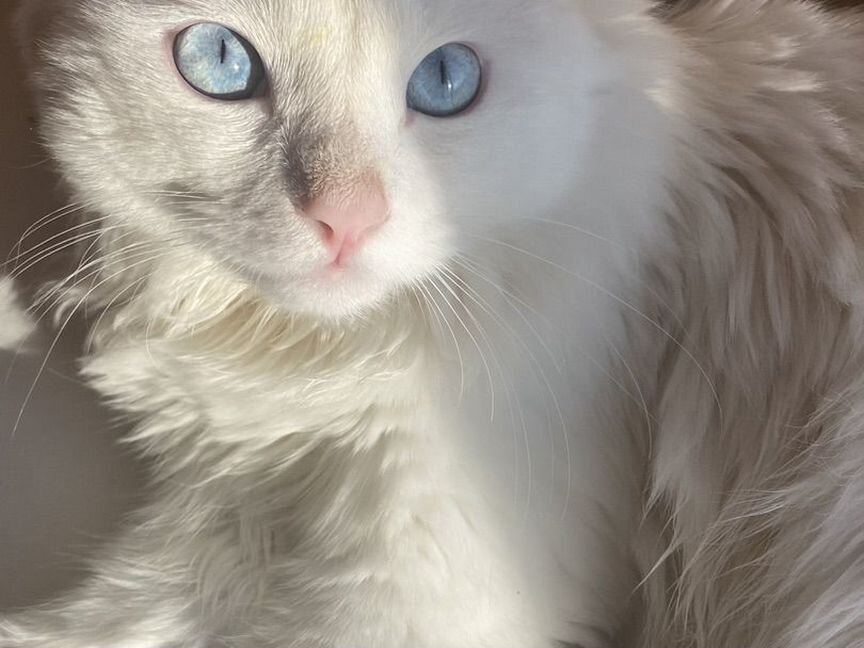 Кот в добрые руки