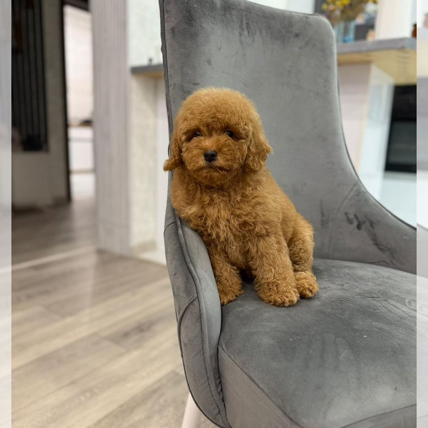 Той-пудель, щенок