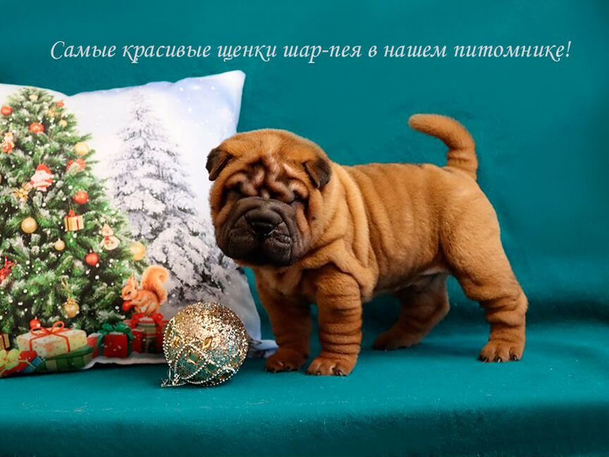 Щенки шарпей, необыкновенные