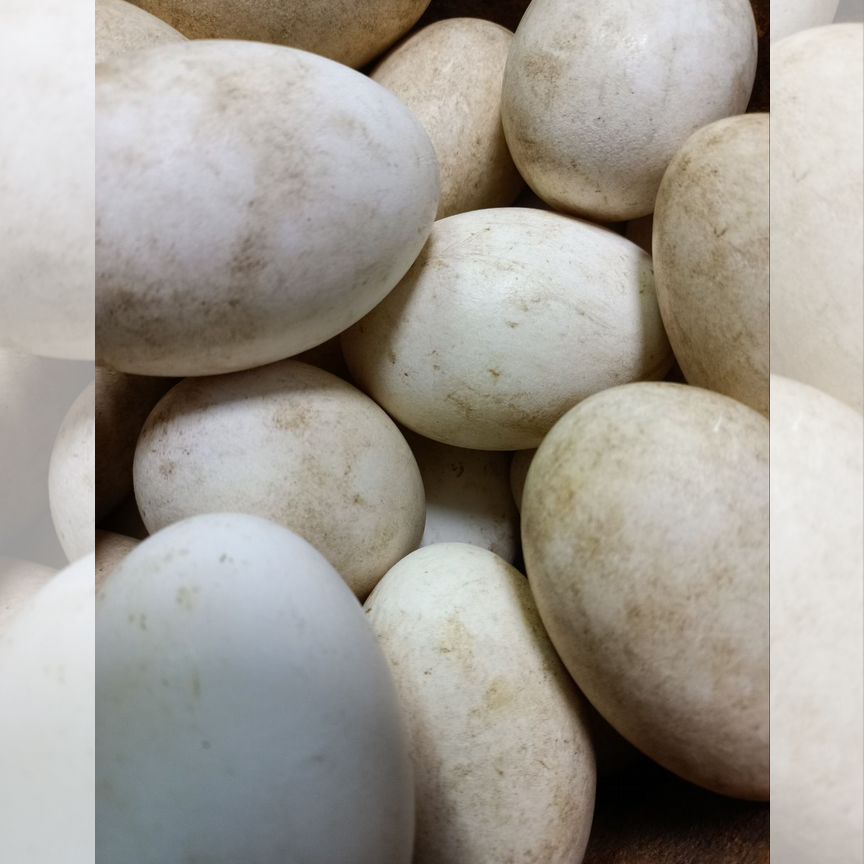 Яйцо гусиное инкубационное